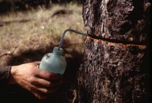 What Kills Trees Quickly? 5 Methods to Use
