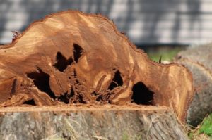 What Kills Trees Quickly? 5 Methods to Use